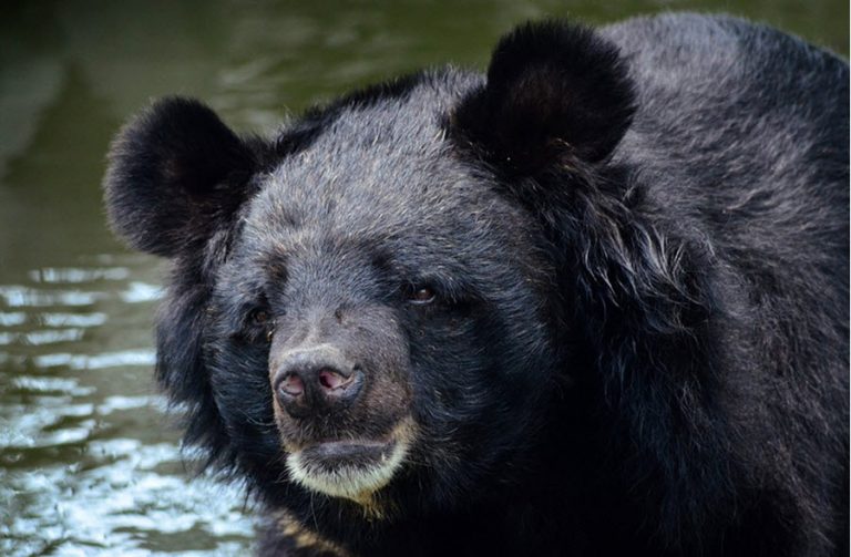Asian black bear (Moon bear) - Bear Den
