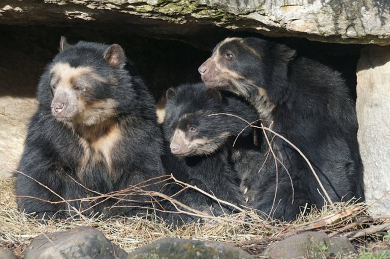 Spectacled bear/Andean bear - Bear Den